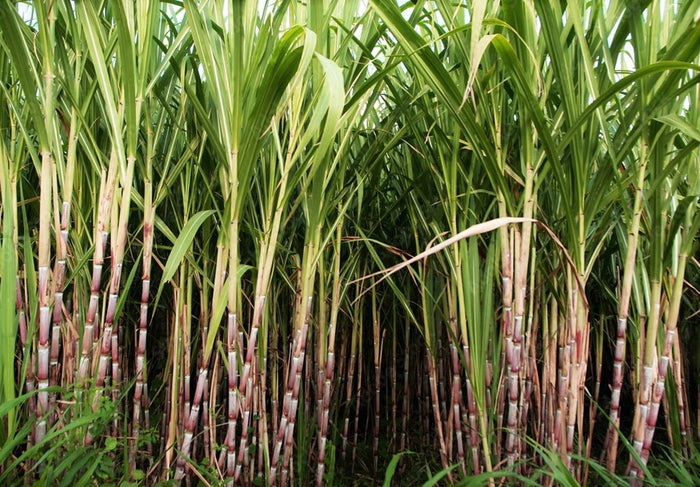 SoliWorkshop – Soli Workshop